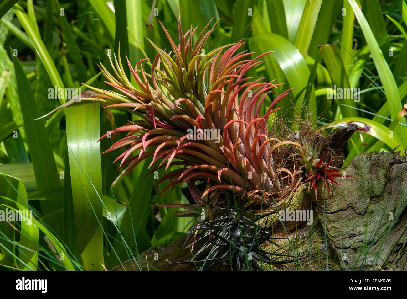 Tillandsia ionantha red hi-res stock photography and images - Alamy