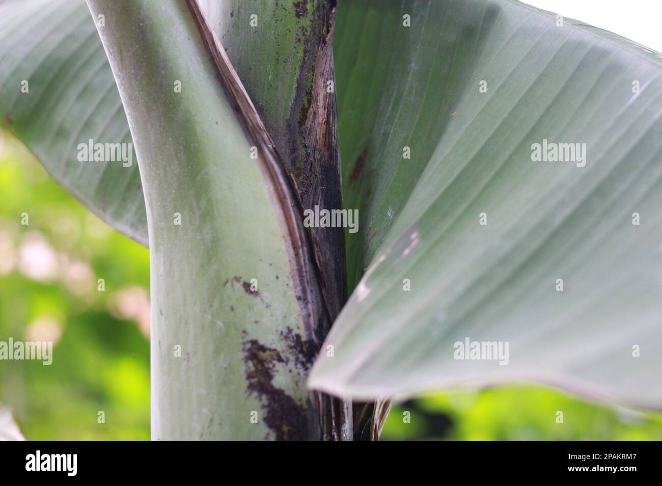 close up detail of banana tree leaves. fruit plant photo concept Stock ...
