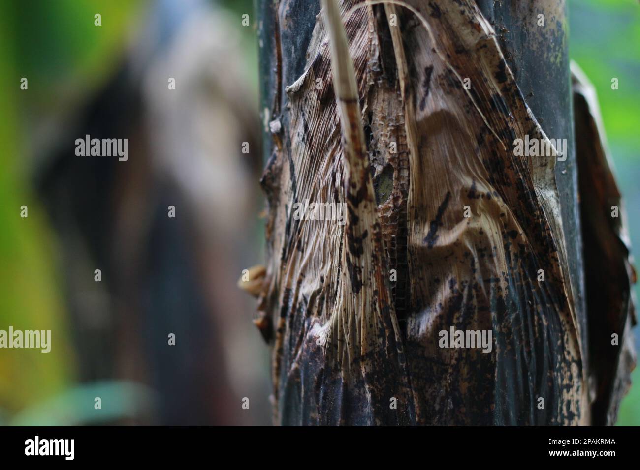 close up detail of banana tree trunk. fruit plant photo concept Stock ...