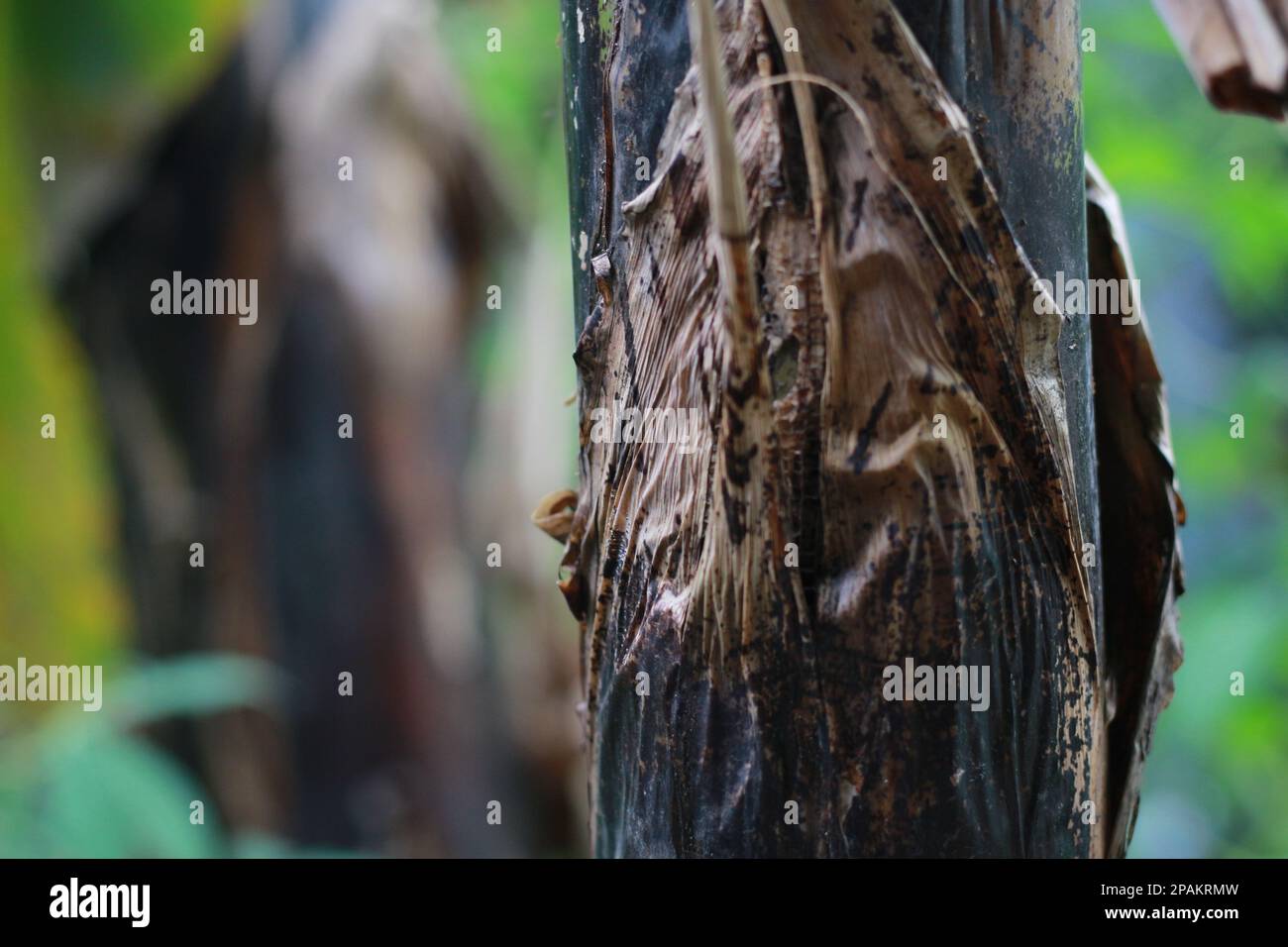 close up detail of banana tree trunk. fruit plant photo concept Stock ...