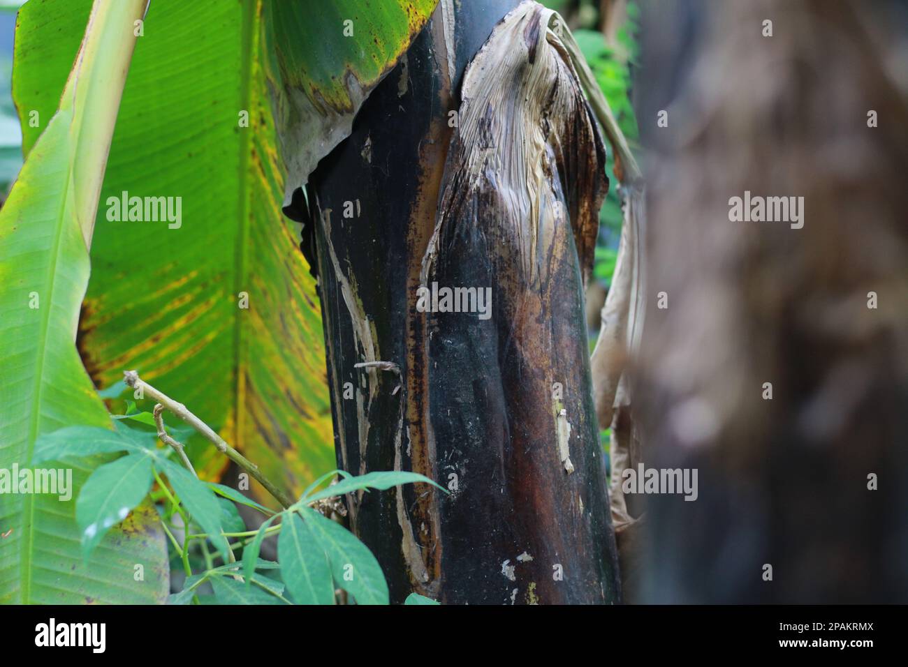 Banana tree trunk hi-res stock photography and images - Alamy