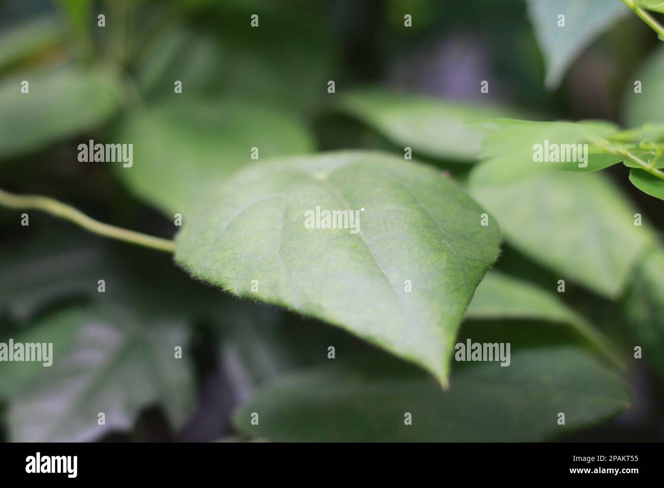 a close up of the green grass jelly plant or has the scientific name ...