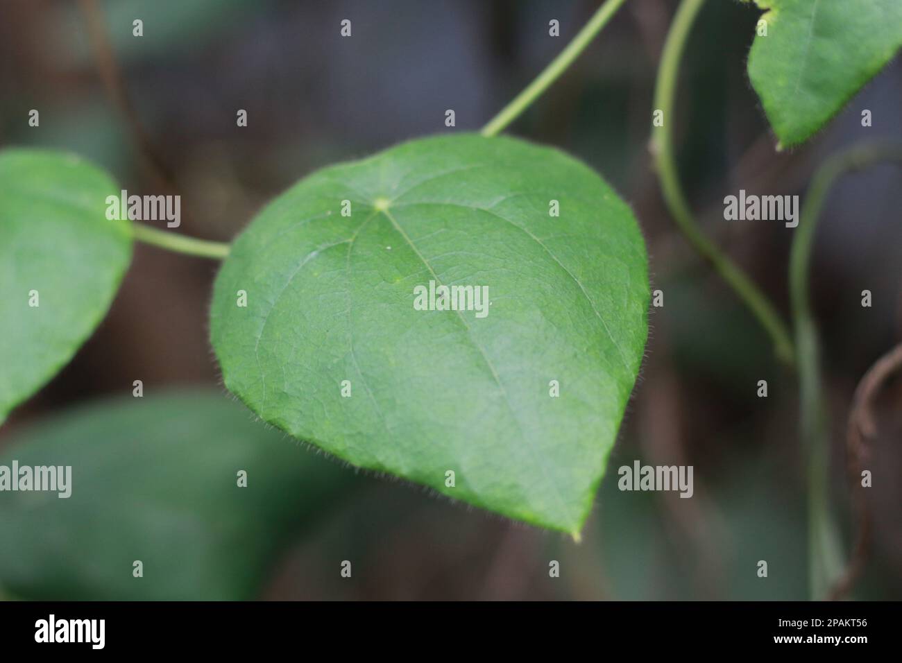 a close up of the green grass jelly plant or has the scientific name ...