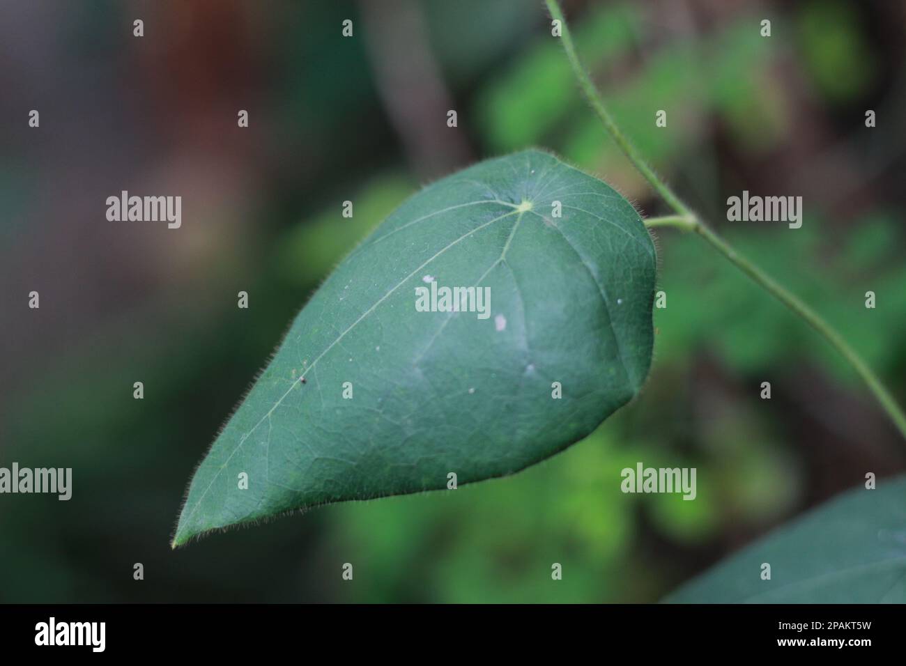 a close up of the green grass jelly plant or has the scientific name ...