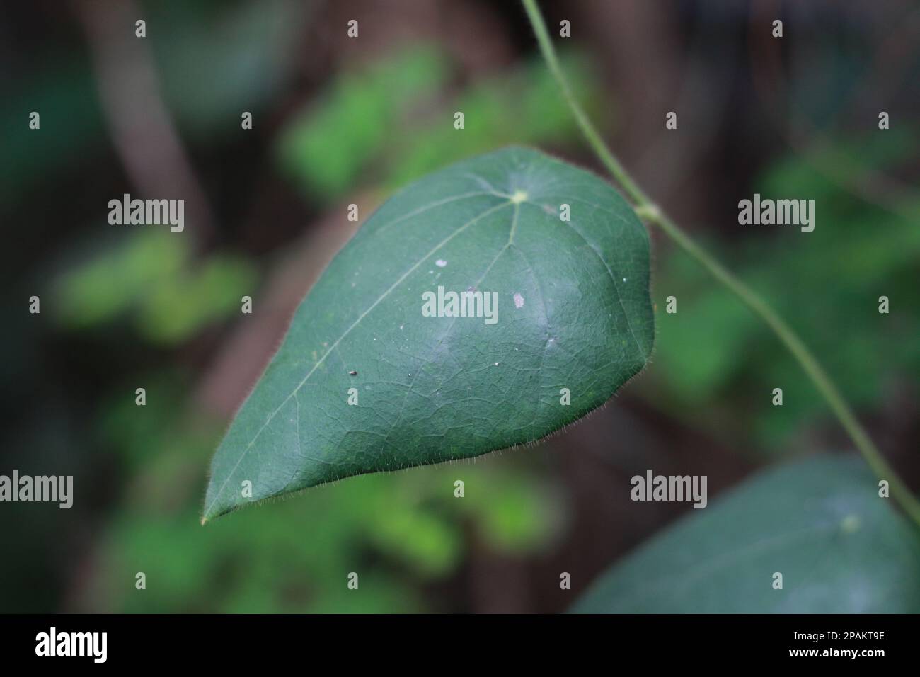 a close up of the green grass jelly plant or has the scientific name ...