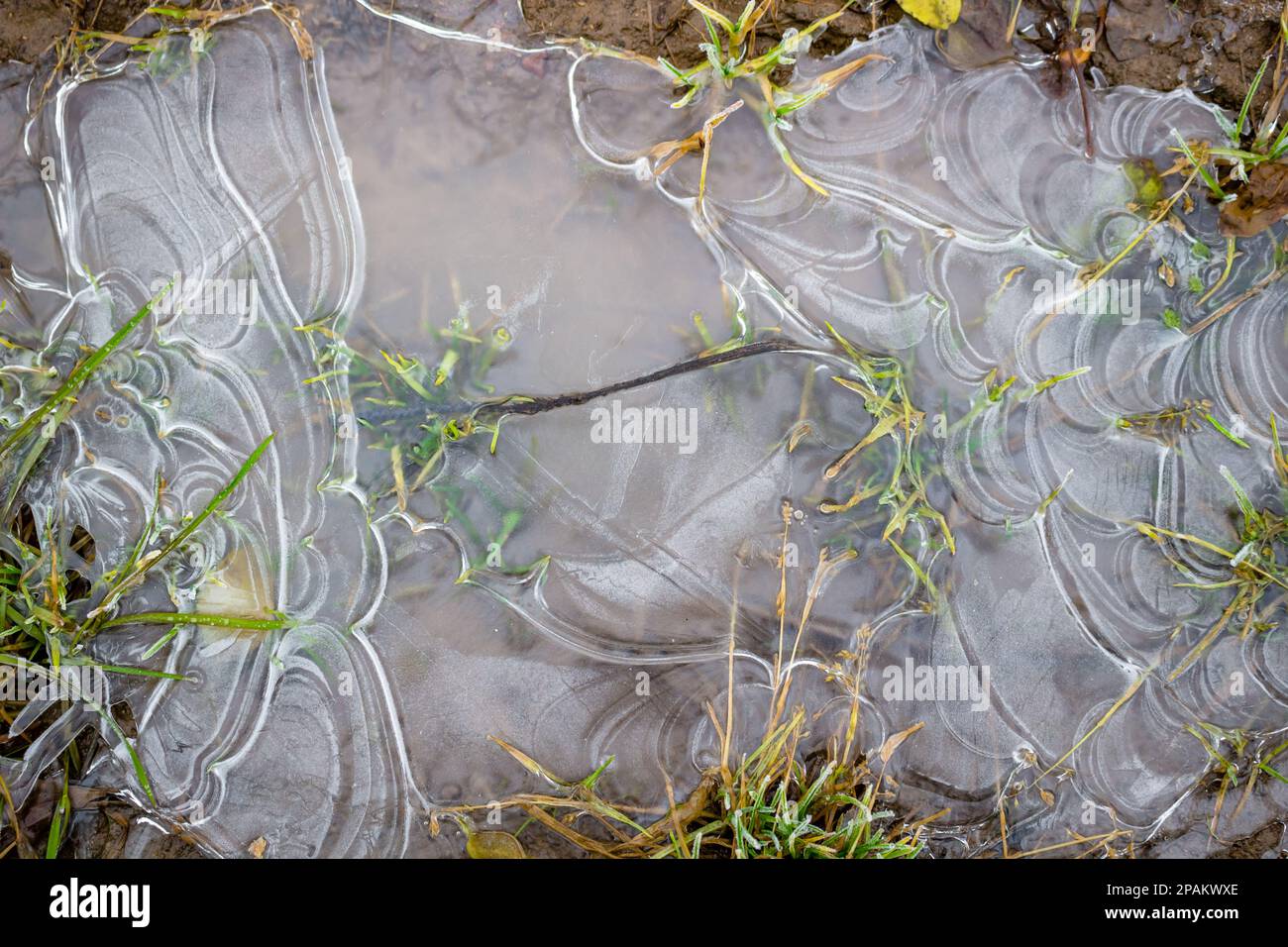 An ice-covered puddle, fine ice texture Stock Photo - Alamy