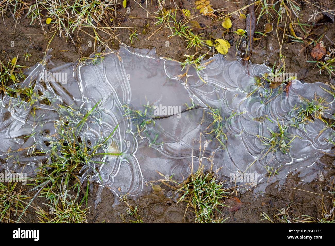 An ice-covered puddle, fine ice texture Stock Photo - Alamy