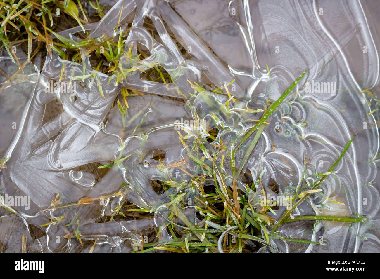 An ice-covered puddle, fine ice texture Stock Photo - Alamy