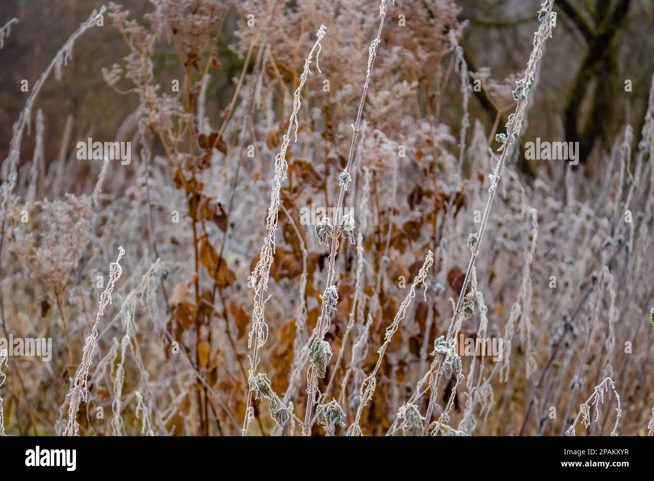 Nettles covered with frost in the field during the morning frosts Stock ...