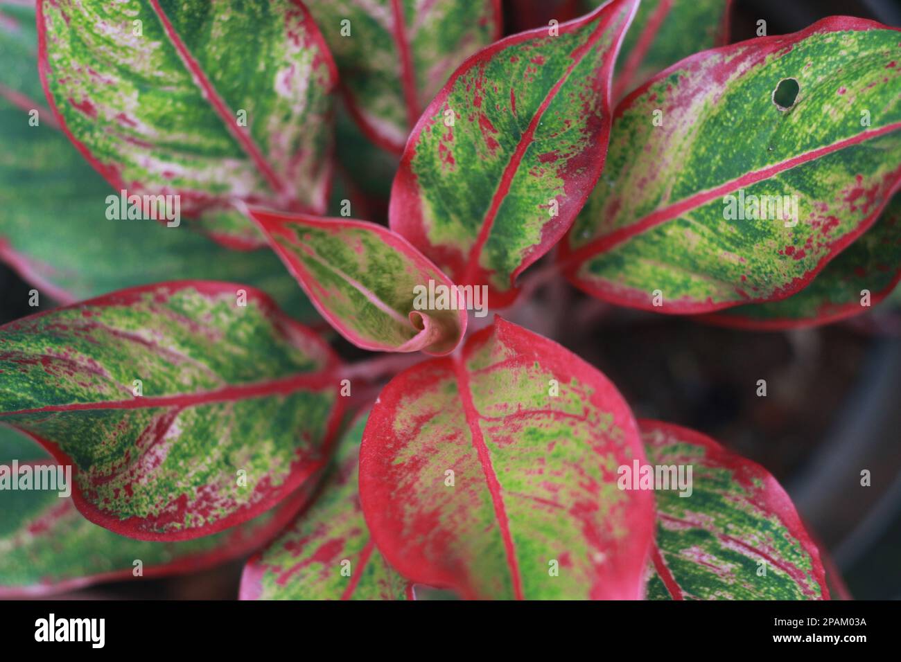 a close up of the Aglaonema Siam Aurora plant which has a beautiful red ...