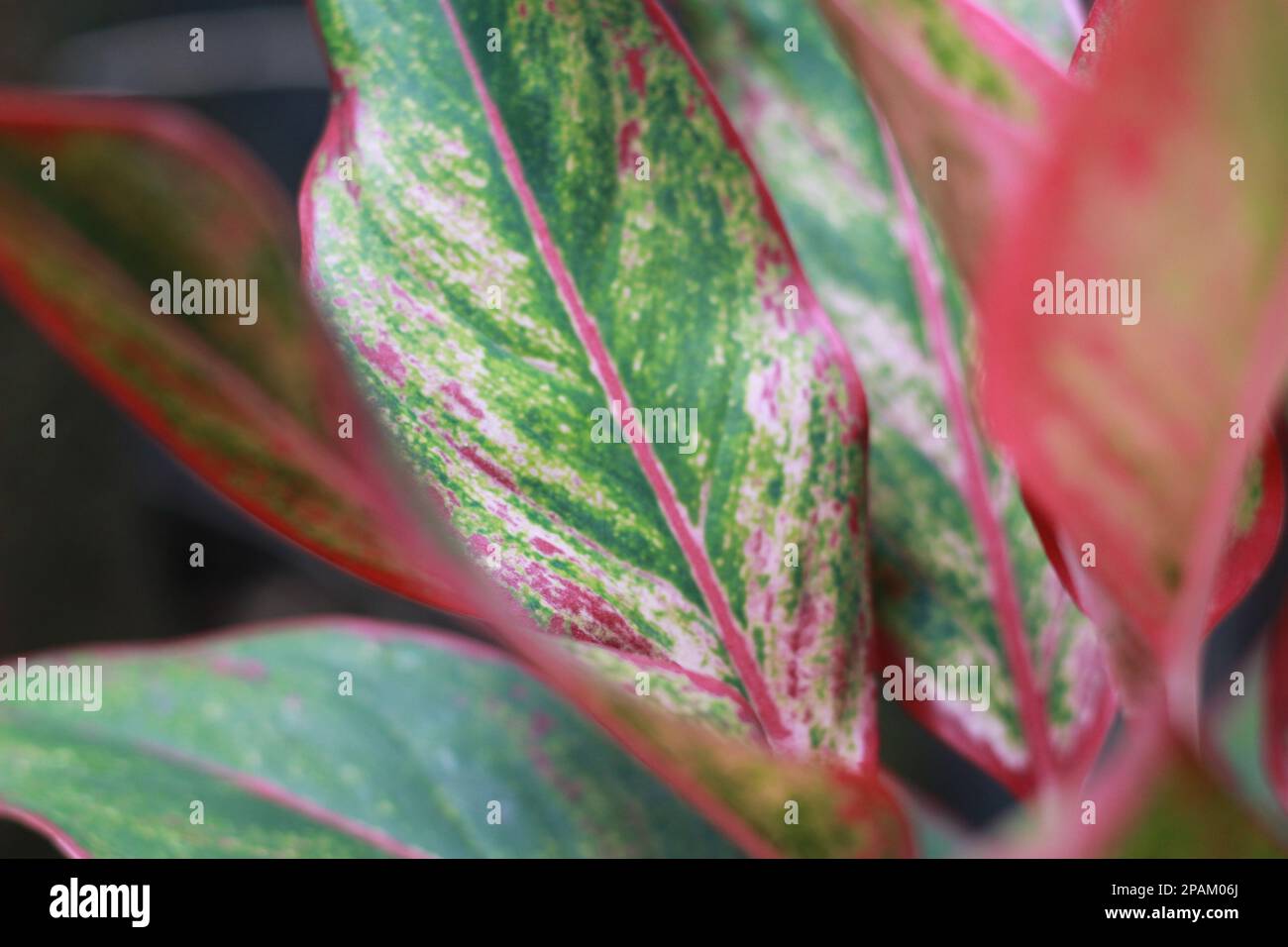 a close up of the Aglaonema Siam Aurora plant which has a beautiful red ...