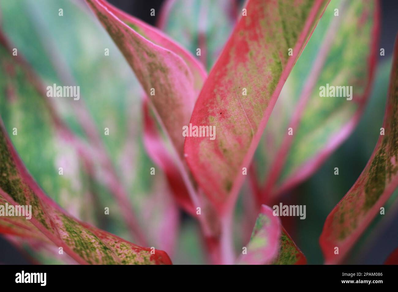 Aglaonema siam aurora hi-res stock photography and images - Alamy