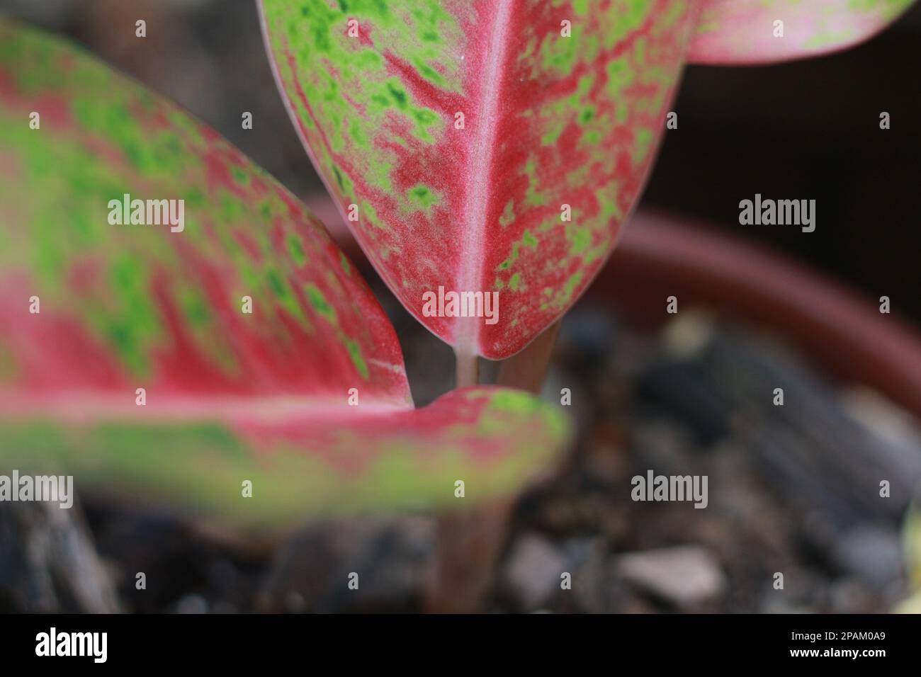 Aglaonema siam aurora hi-res stock photography and images - Alamy