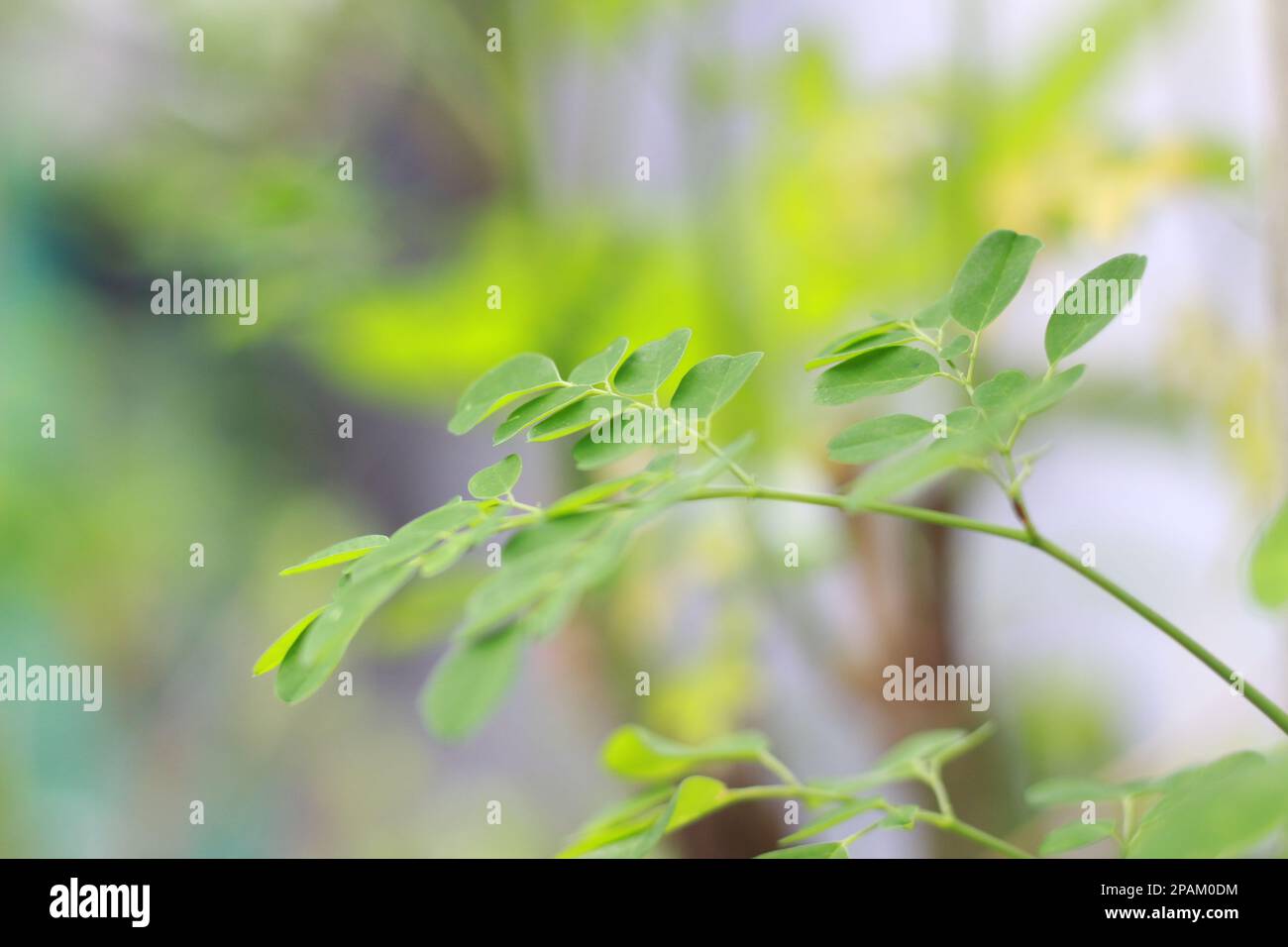 a close up of the Moringa tree plant. natural photo concept Stock Photo ...