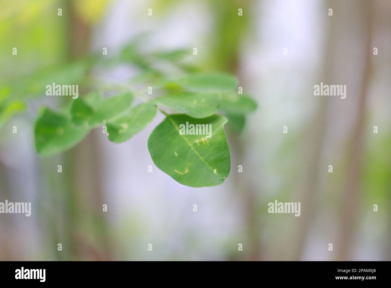 a close up of the Moringa tree plant. natural photo concept Stock Photo ...