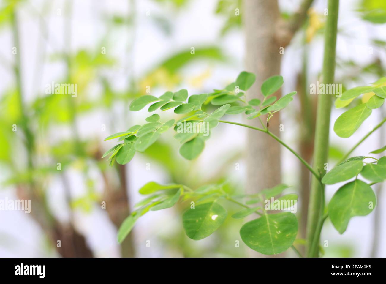 a close up of the Moringa tree plant. natural photo concept Stock Photo ...