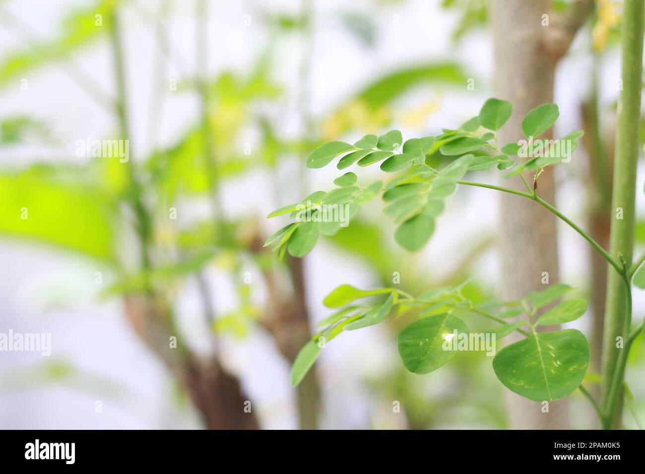 a close up of the Moringa tree plant. natural photo concept Stock Photo ...