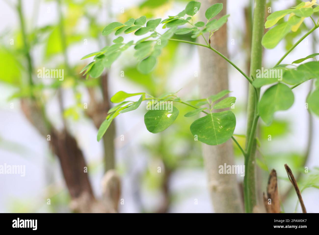 a close up of the Moringa tree plant. natural photo concept Stock Photo ...