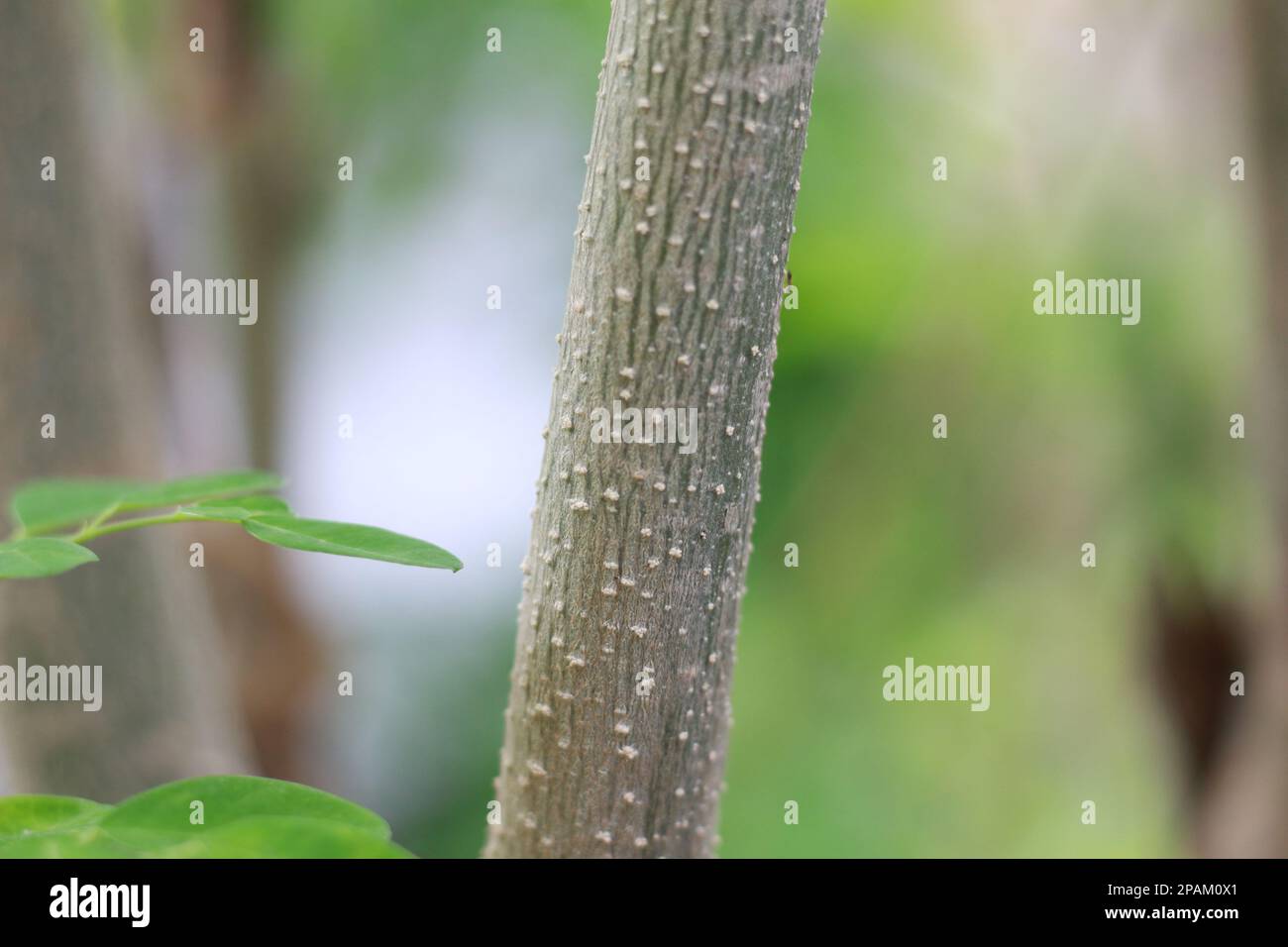 a close up of the Moringa tree plant. natural photo concept Stock Photo ...
