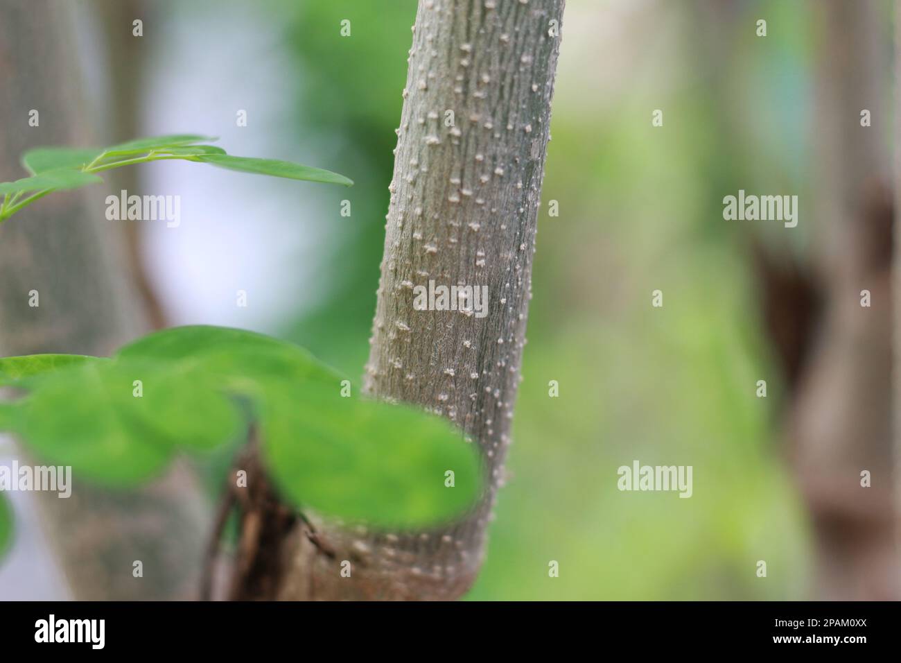 a close up of the Moringa tree plant. natural photo concept Stock Photo ...