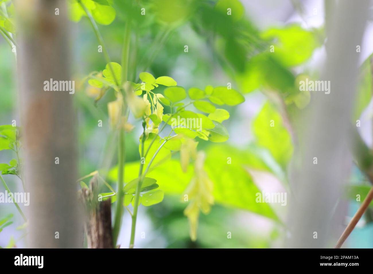 a close up of the Moringa tree plant. natural photo concept Stock Photo ...