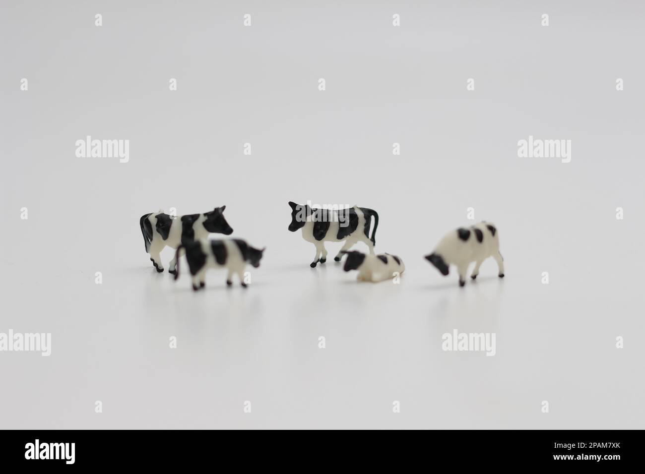 a close up of miniature figures of a herd of cows isolated on white ...