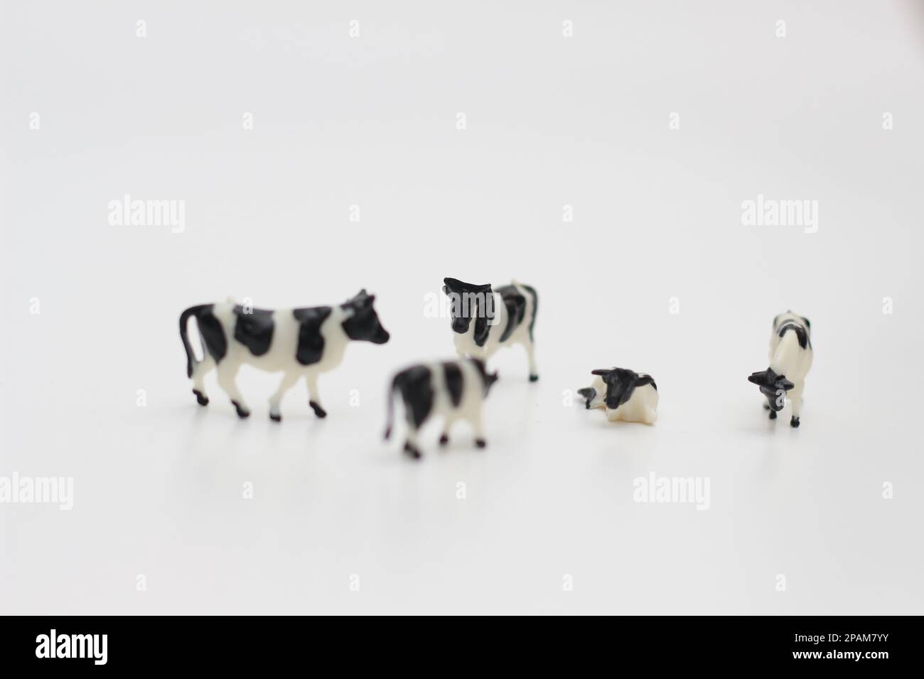 a close up of miniature figures of a herd of cows isolated on white ...