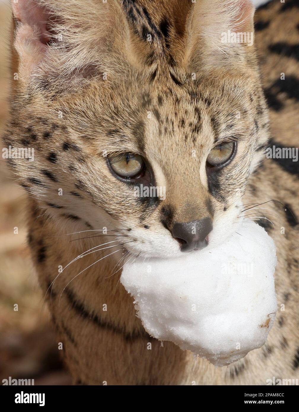 Jambo, a Serval, carries a snowball in his mouth as he plays in the ...