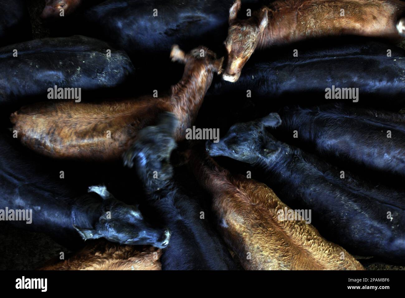 Cattle move about the central market in Buenos Aires, Friday, Nov. 30 ...