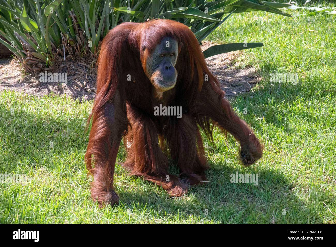 Sydney, New South Wales, Australia. 11th Mar, 2023. Female Sumatran ...