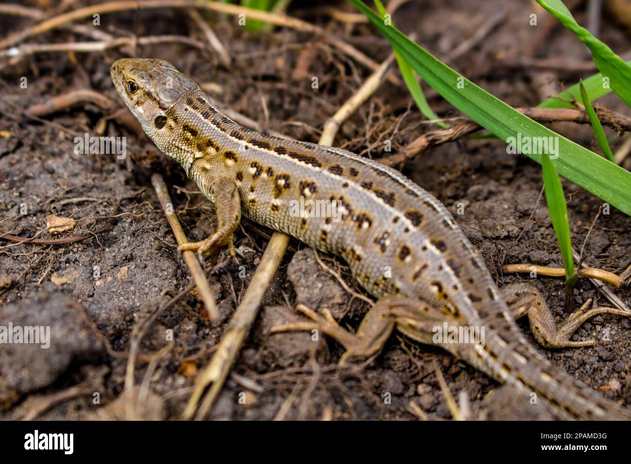 Sand lizard or Lacerta agilis, female Stock Photo - Alamy