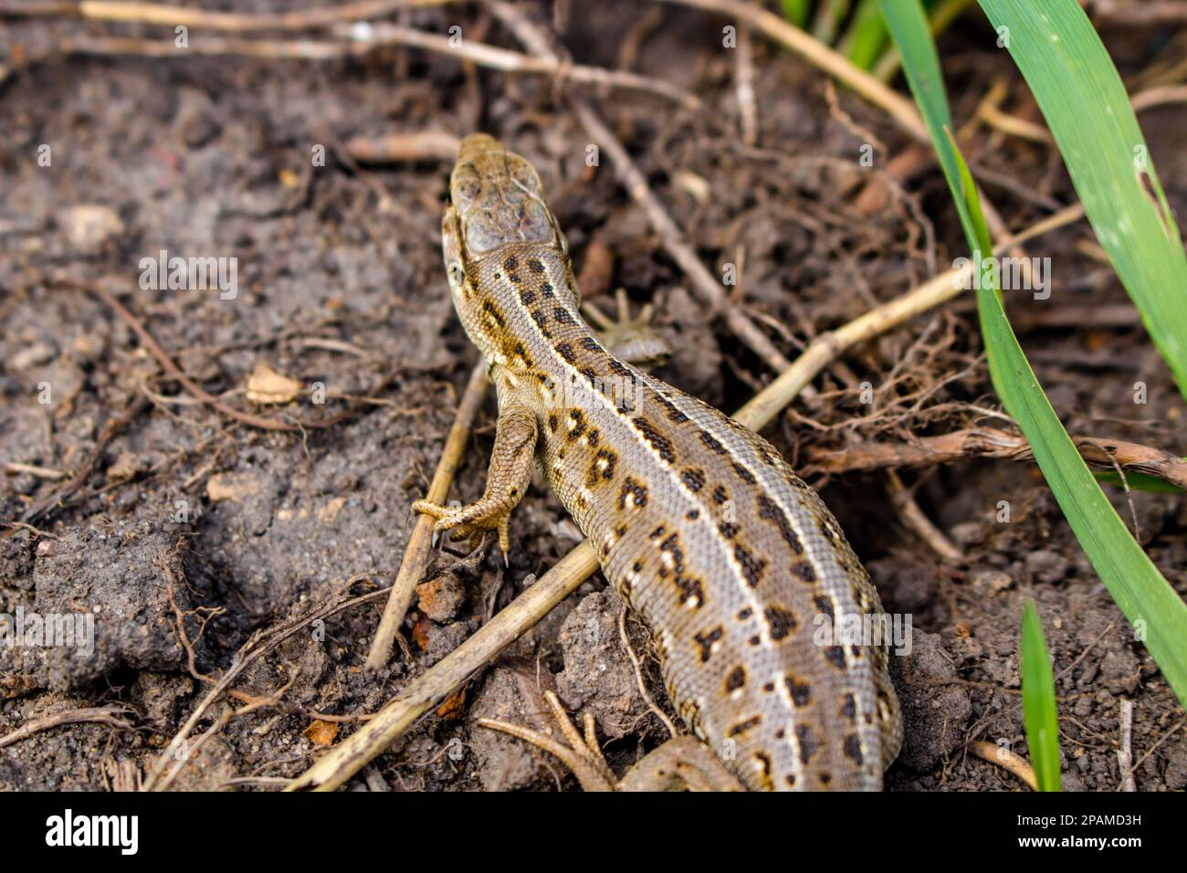 Sand lizard or Lacerta agilis, female Stock Photo - Alamy