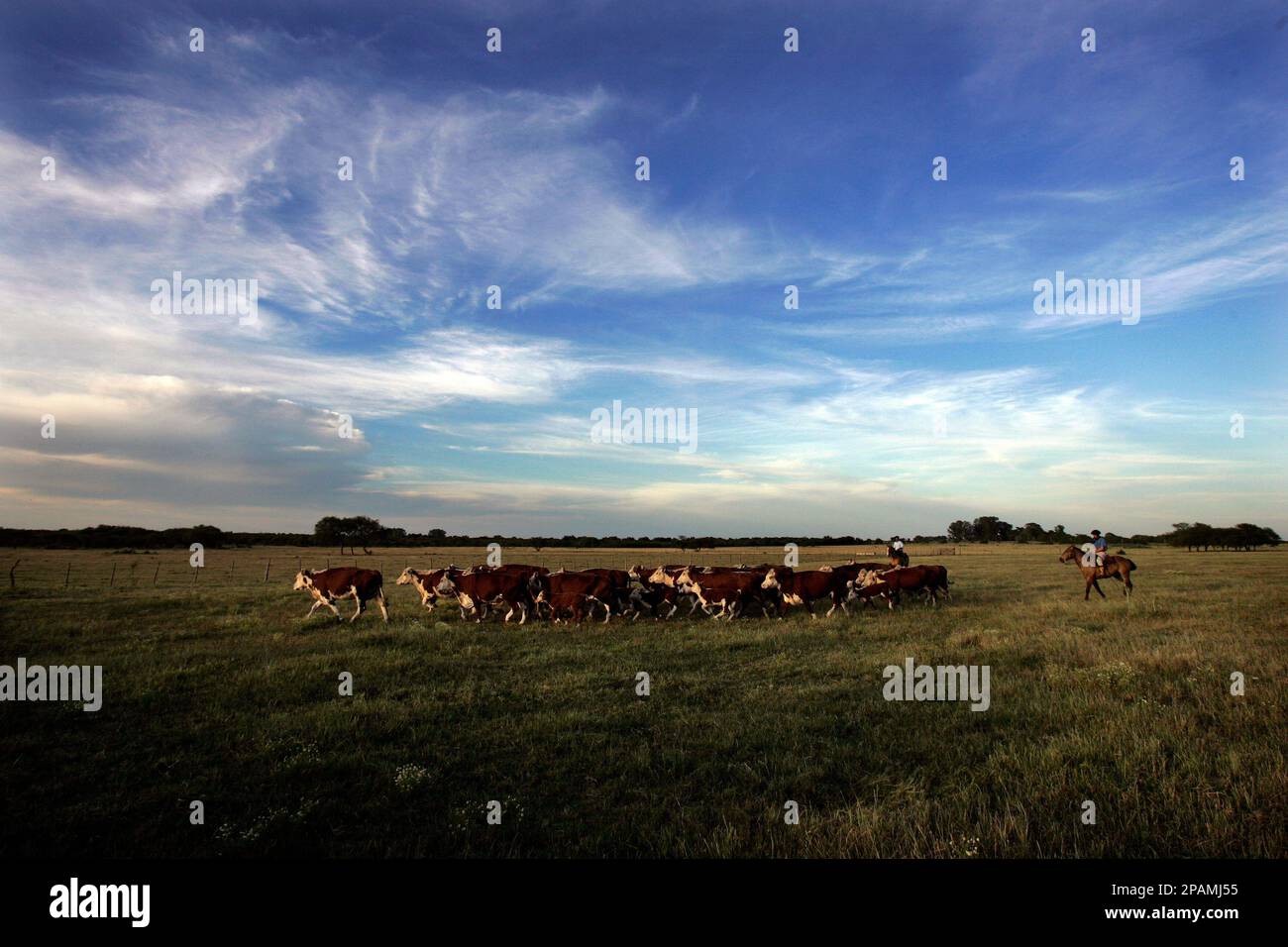 ** FOR STORY SLUGGED ARGENTINA:¿CARNE O GRANOS? ** Farm workers drive ...