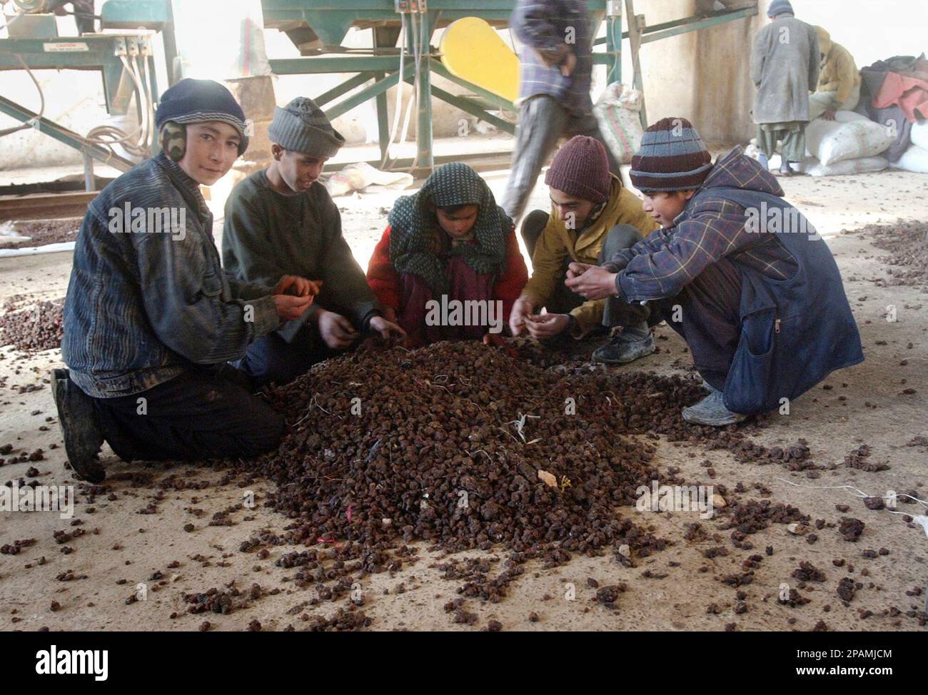 Afghan girls and boys clean raisins in the raisin cleaning factory in ...