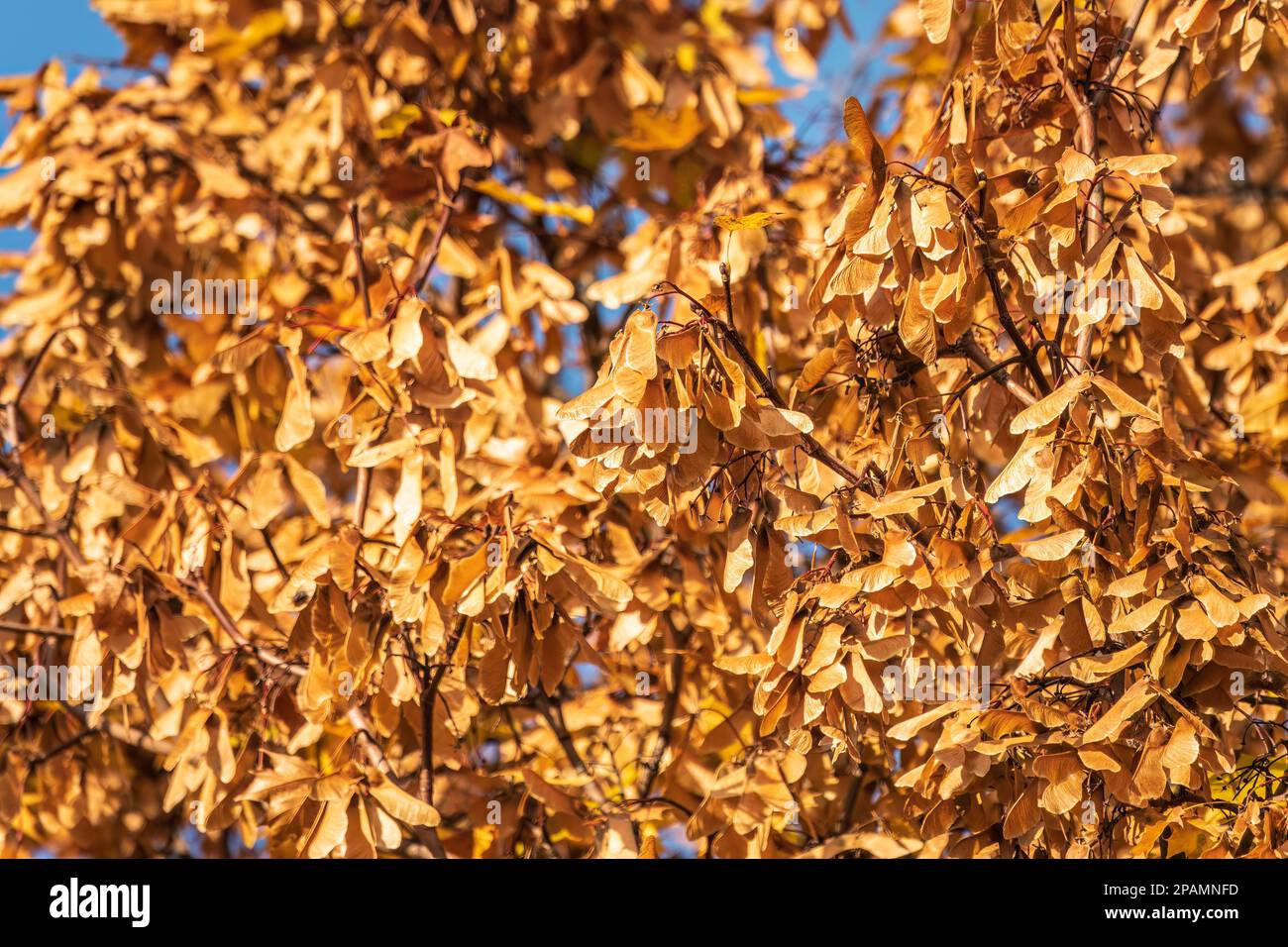 Bright yellow leaves and winged seeds of autumn maple tree, in the ...