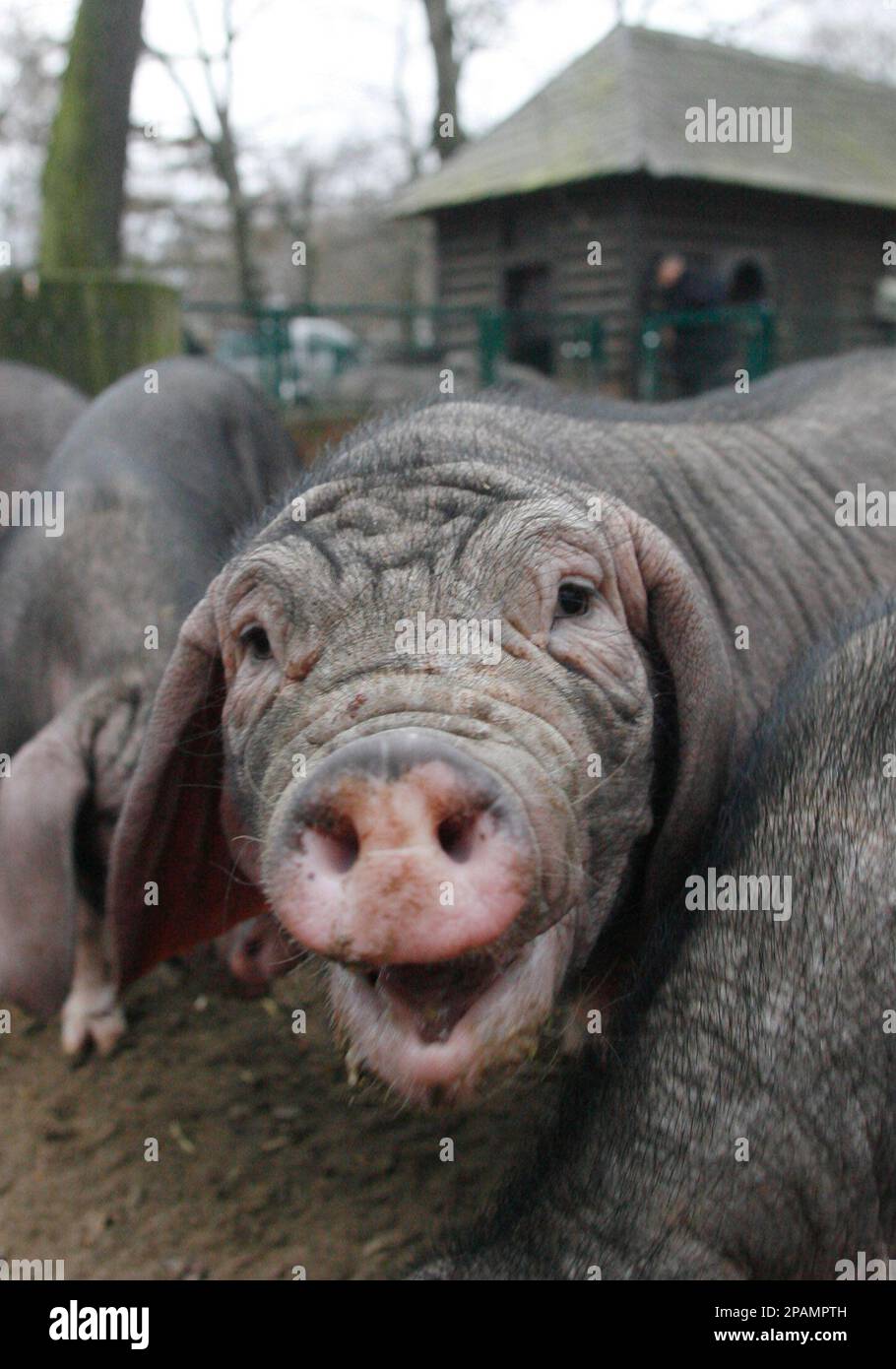 A Meishan pig photographed at the Tierpark zoo in Berlin on Friday, Dec ...
