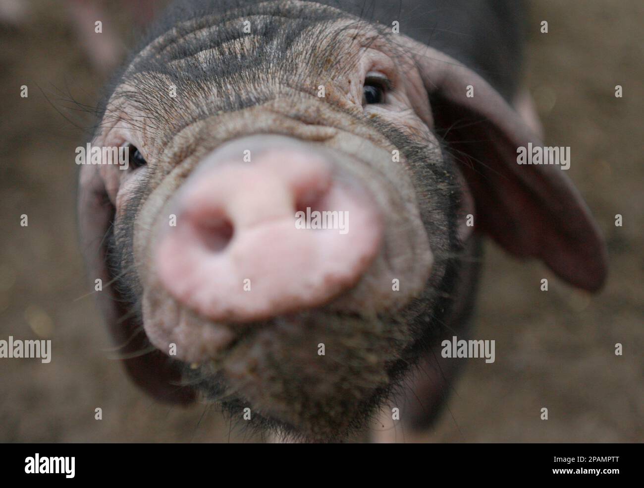 A Meishan pig photographed at the Tierpark zoo in Berlin on Friday, Dec ...