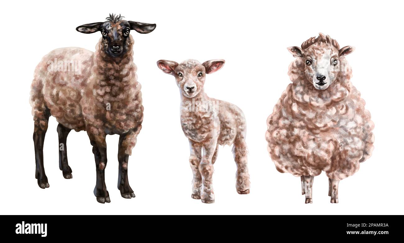 A set of three farm animals: brown sheep and lamb, black sheep. For ...