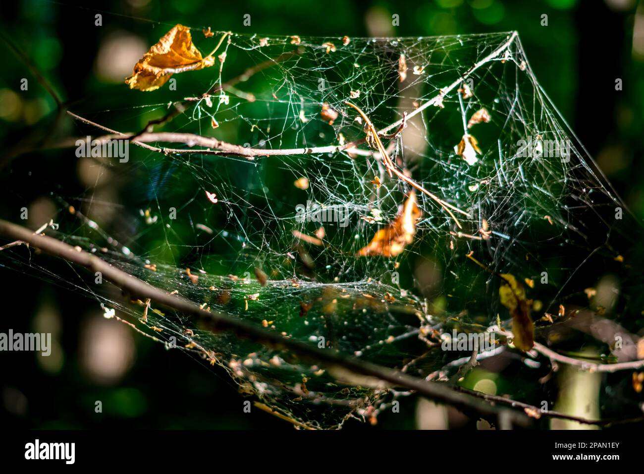 Web on the branches of a tree Stock Photo - Alamy
