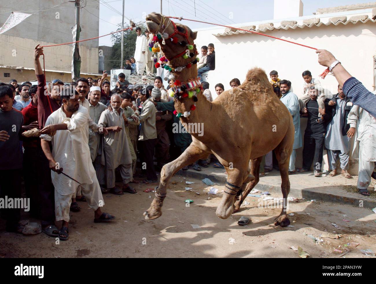 Pakistani Muslims prepare to slaughter a camel during the second day of ...