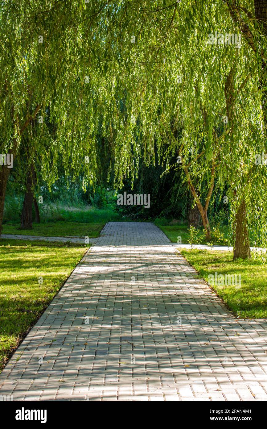 Willow walkway hi-res stock photography and images - Alamy