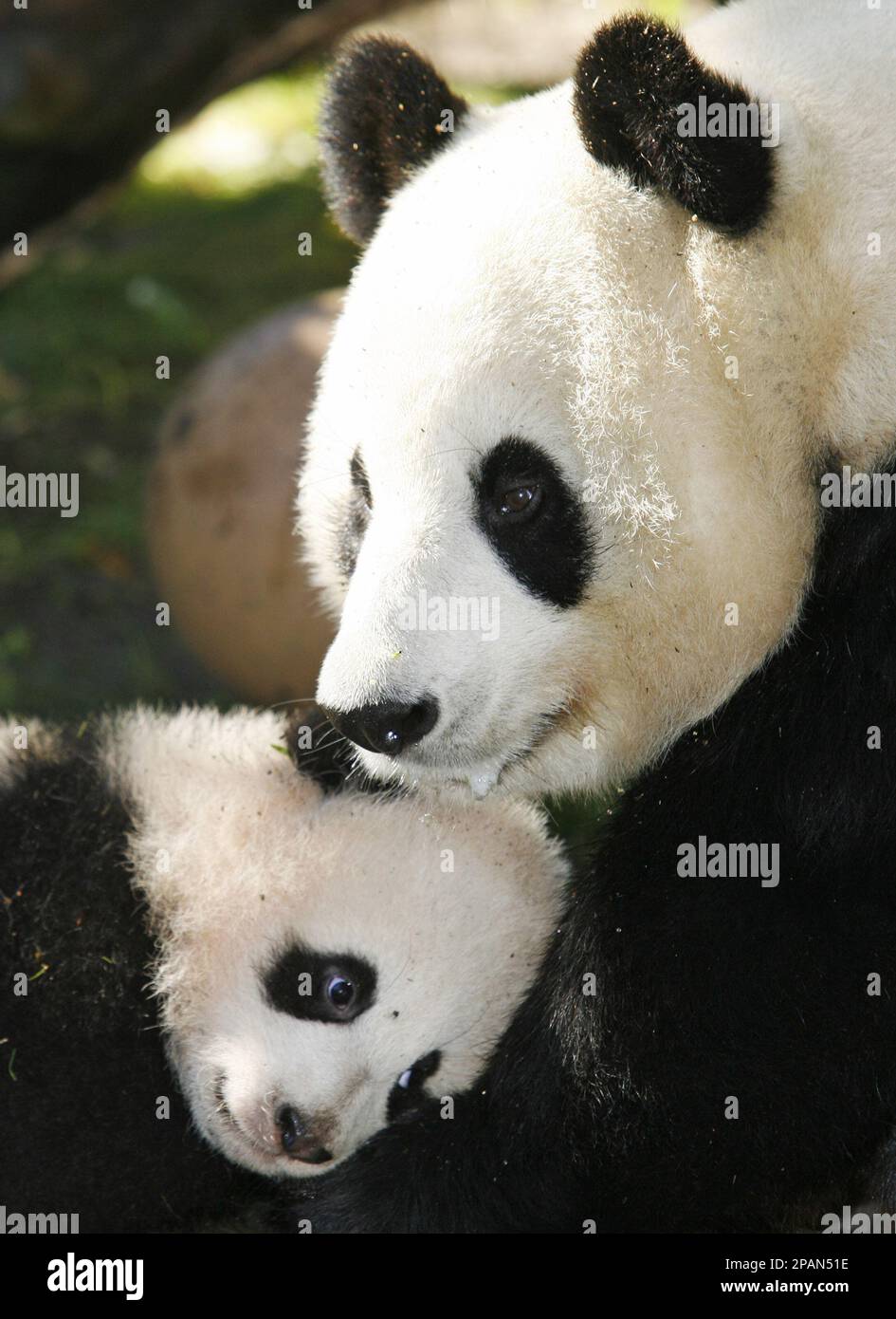 Four-month-old giant panda cub Zhen Zhen, left, leans against mother ...