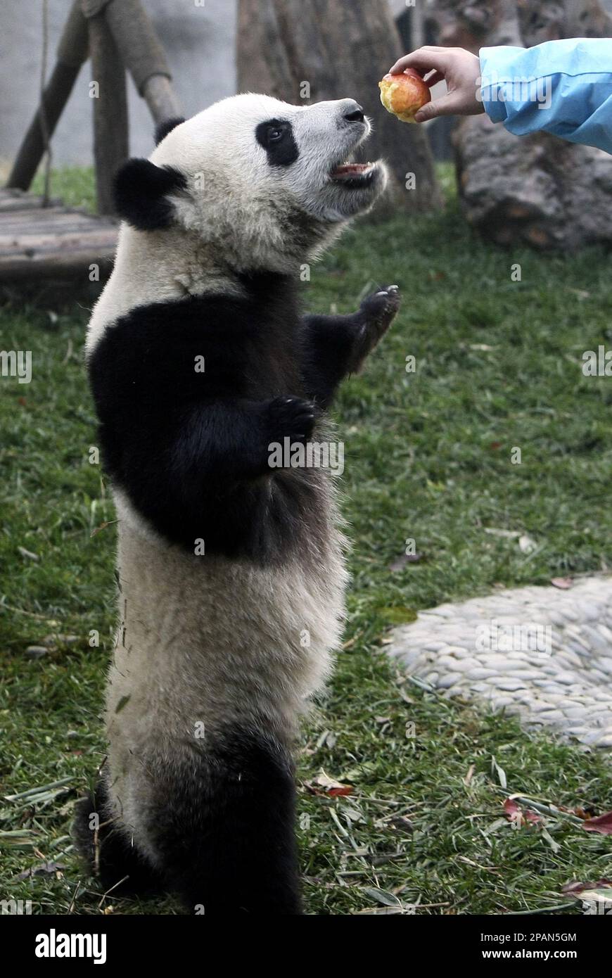 Wushiyike, meaning 51 grams in Mandarin, is fed at the Chengdu Giant ...