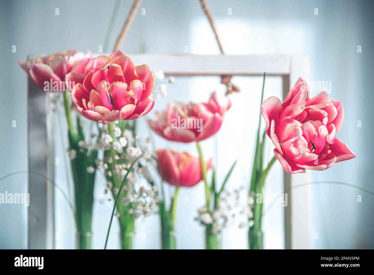 hanging composition with tulips in test tubes, flower flasks. spring ...