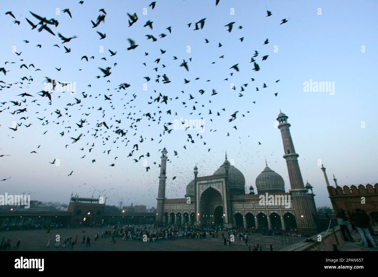 Birds fly as a blank canon charge is set off to mark the beginning of ...