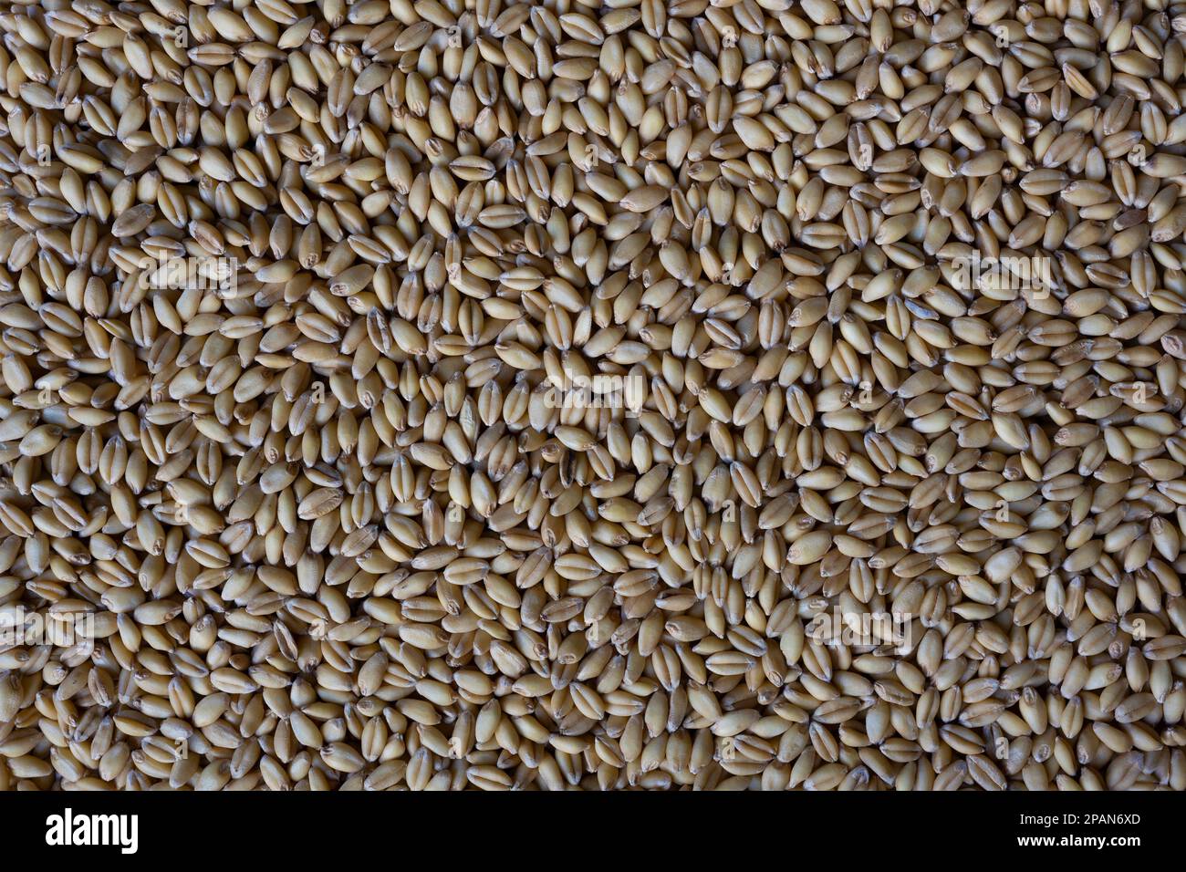 Hard red wheat hi-res stock photography and images - Alamy