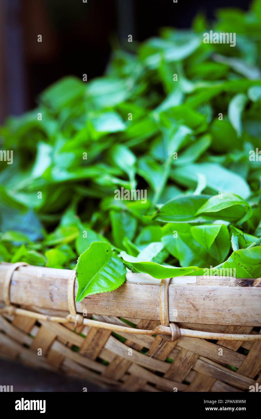 Green Tea leaves drying in a wicker basket Stock Photo - Alamy