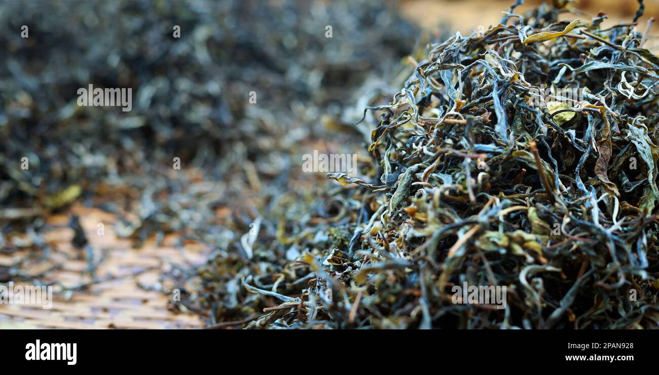 Green tea leaves drying hi-res stock photography and images - Alamy