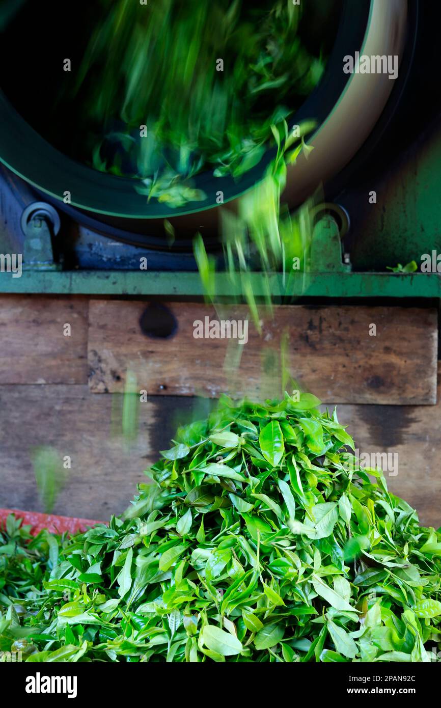 Green Tea leaves drying in a wicker basket Stock Photo - Alamy