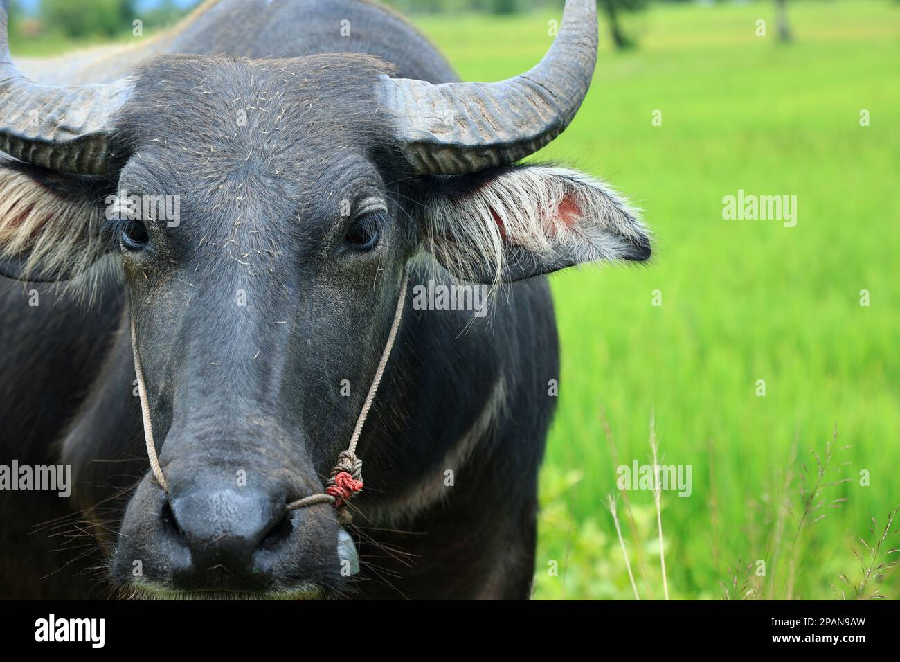 Close up of water buffalo in ricefield Stock Photo - Alamy